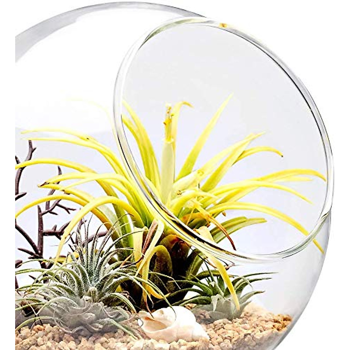 Mkono Plant Terrarium Display Glass Tabletop Succulent Air Plant Planter Globe Microlandschaft House, M