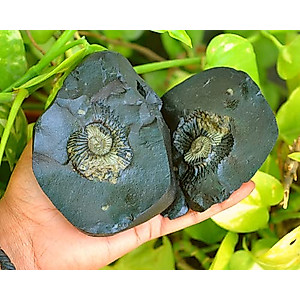 Shiva Lingam Shop 3.5"X3"Shaligram, Religious Gifts, Sudarshan Saligram Stone,Natural Shaligram Fossilized Shell, Iconic Symbol of The God Vishnu -I-6026