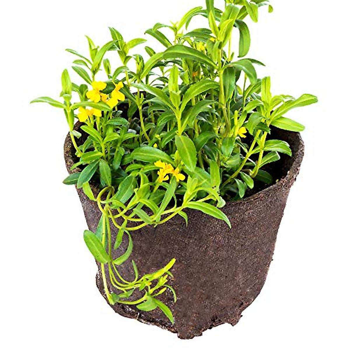 Outsidepride Tagetes Lucida Mexican Mint Herb Garden Plants for Hot, Humid Climates - 1000 Seeds