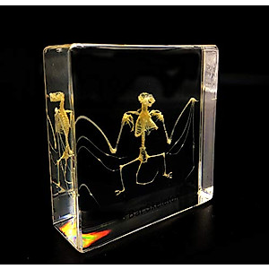 Real Bat Skeleton Specimen in Acrylic Block Paperweights Science Classroom Specimens for Science Education（3x3x1 Inch）