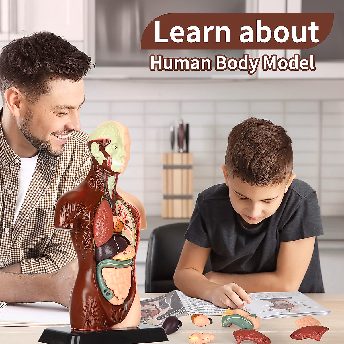 KlayBear 9.6 Inch Human Anatomy Model for Kids - 8 Pc Removable Parts Torso & Skeleton - Educational Organ Model for STEM Learning, Ages 3+