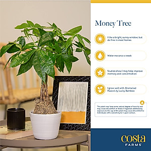 Costa Farms Money Tree, Easy Care Live Indoor Plant In Premium Ceramic Planter, Unique Gift for Birthdays, Prosperity, Good Luck, Excellent Room Décor And Dorm Decor, 16-Inches Tall
