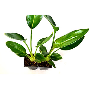 9GreenBox - Orange Bird of Paradise - 2 Pack