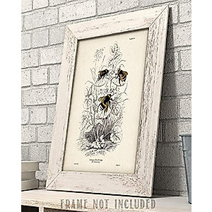 Bumble Bee Illustration - Bumblebee Farmhouse Bee Decor, Honey Bee Nature Poster, Kitchen and Room Decor, Classic Botanical Decoration and Gift for Bee Lovers, 11x14 Unframed Art Print Poster
