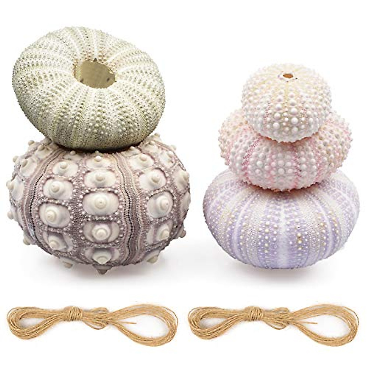 BUDDE 5 Pack Mini Sea Urchin Shell Hanging Pot-Air Plant Holder air Plant Hanging holdercute pots for succulentsin Cute Tillandsia Succulentwith Rustic Ropes