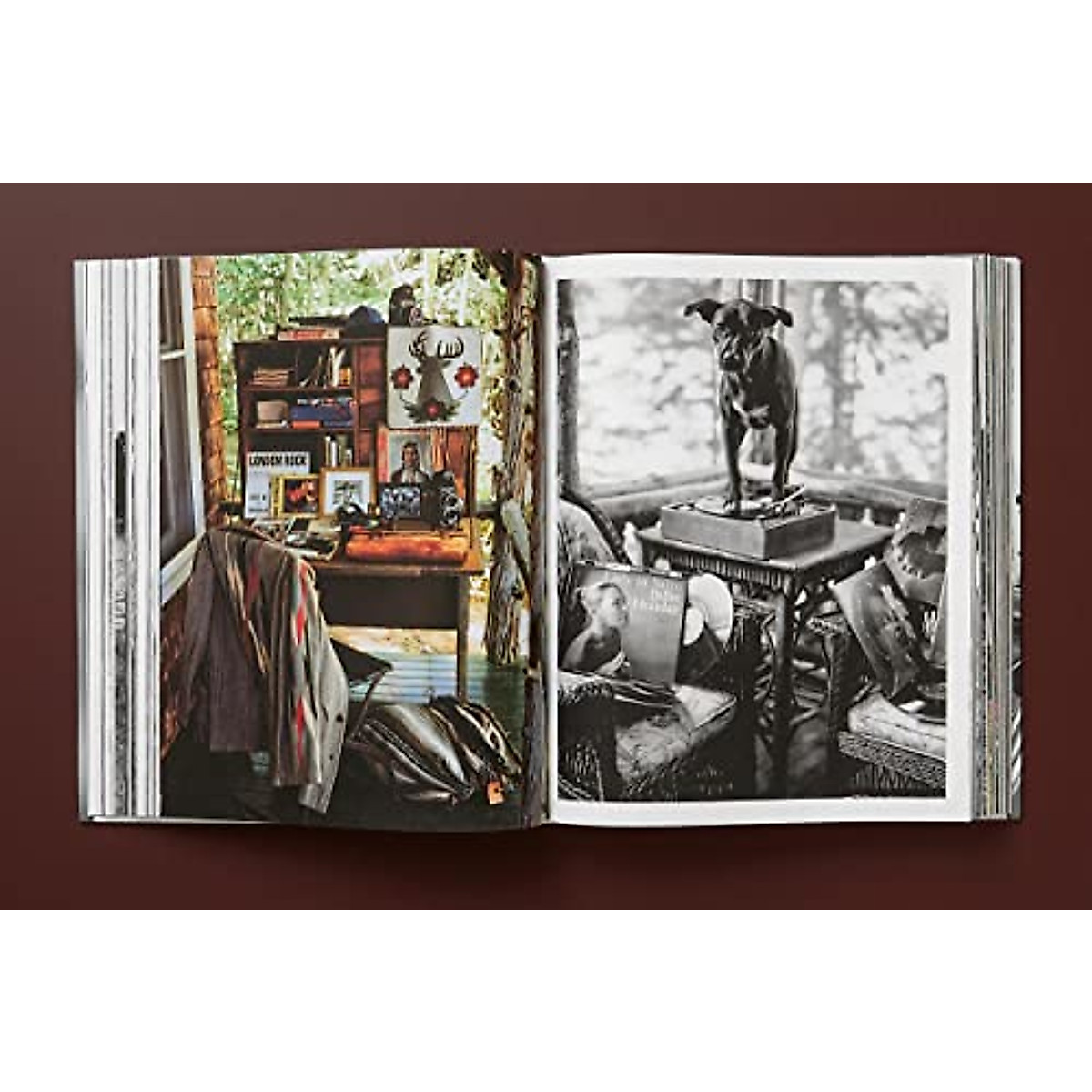 The Golden Retriever Photographic Society