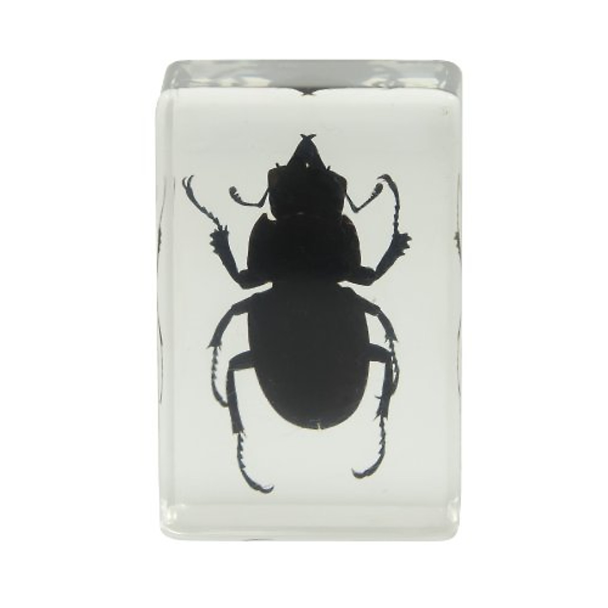 Celestron 44407 3D Bug Specimen Kit #1 (Black, Brown, Yellow)