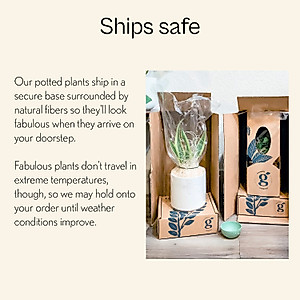 Greendigs Monstera Adansonii Plant in 5 Inch Grower's Pot