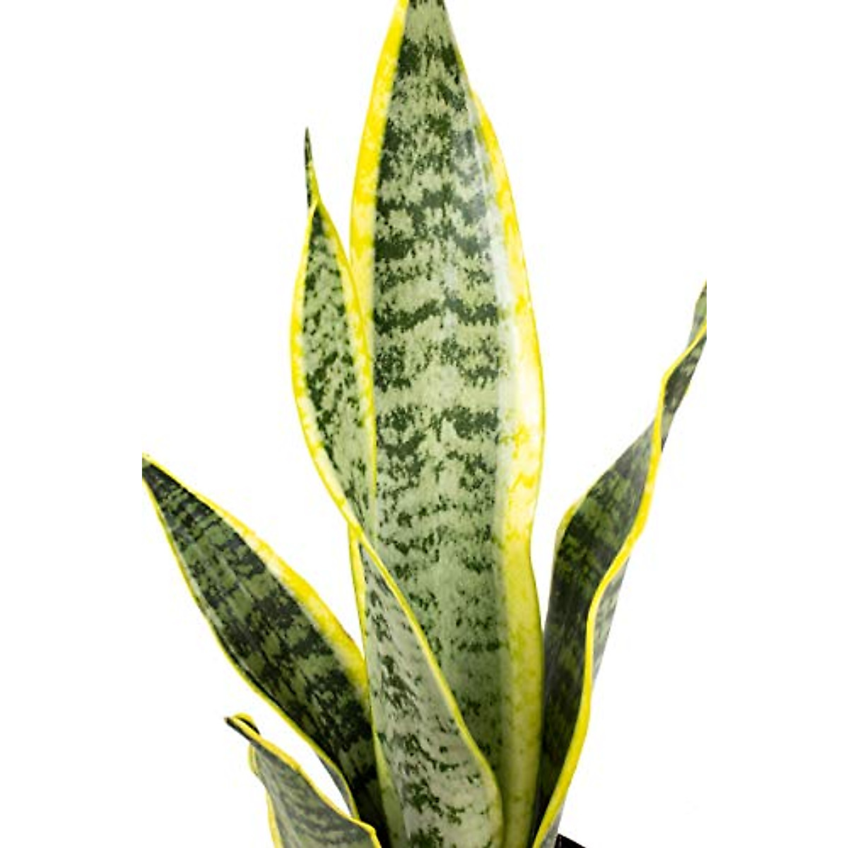 Live Snake Plant, Sansevieria trifasciata Laurentii, Fully Rooted Indoor House Plant in Pot, Mother in Law Tongue Sansevieria Plant, Potted Succulent Plants, Sansevieria laurentii by Plants for Pets