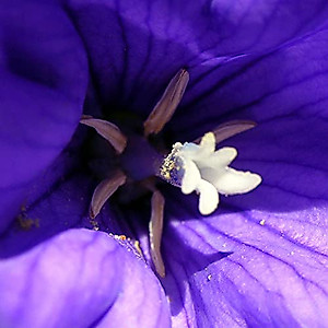 Men's Cologne Fragrance Spray by Curve, Casual Cool Day or Night Scent, Curve Black, 4.2 Fl Oz