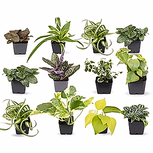 Easy to Grow Houseplants (12 Pack) Live House Plants in Plant Containers, Growers Choice Plant Set in Planters with Potting Soil Mix, Home Décor Planting Kit or Outdoor Garden Gifts by Plants for Pets