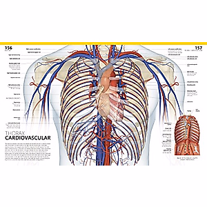 The Complete Human Body, 2nd Edition: The Definitive Visual Guide (DK Human Body Guides)