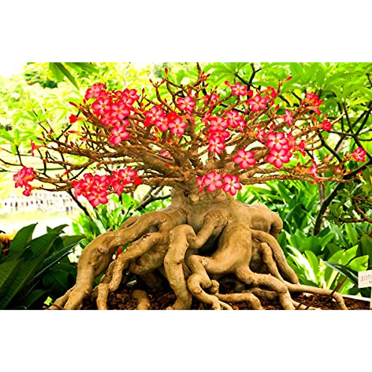 Desert Rose Seeds to Grow | 10 Pack | Highly Prized Multicolored Flowering Bonsai | Adenium Obesum,10 Seeds to Grow