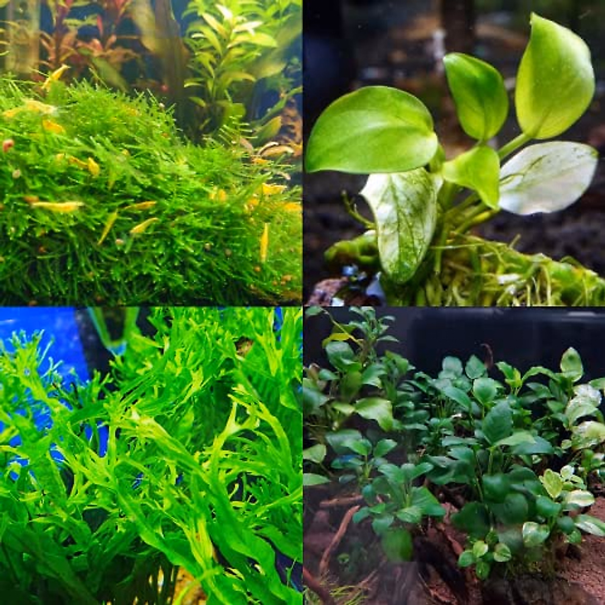 Mainam 3 Different Anubias Nana Java Fern Windelov Java Moss Tropical Freshwater Live Aquarium Plant Decorations 3 Days BUY2GET1FREE
