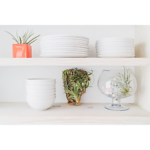 3 Pack Air Plants Velutina - Live Tillandsia Succulent House Plants - Available in Wholesale and Bulk - Home and Garden Decor - Easy Care Indoor and Outdoor Plants