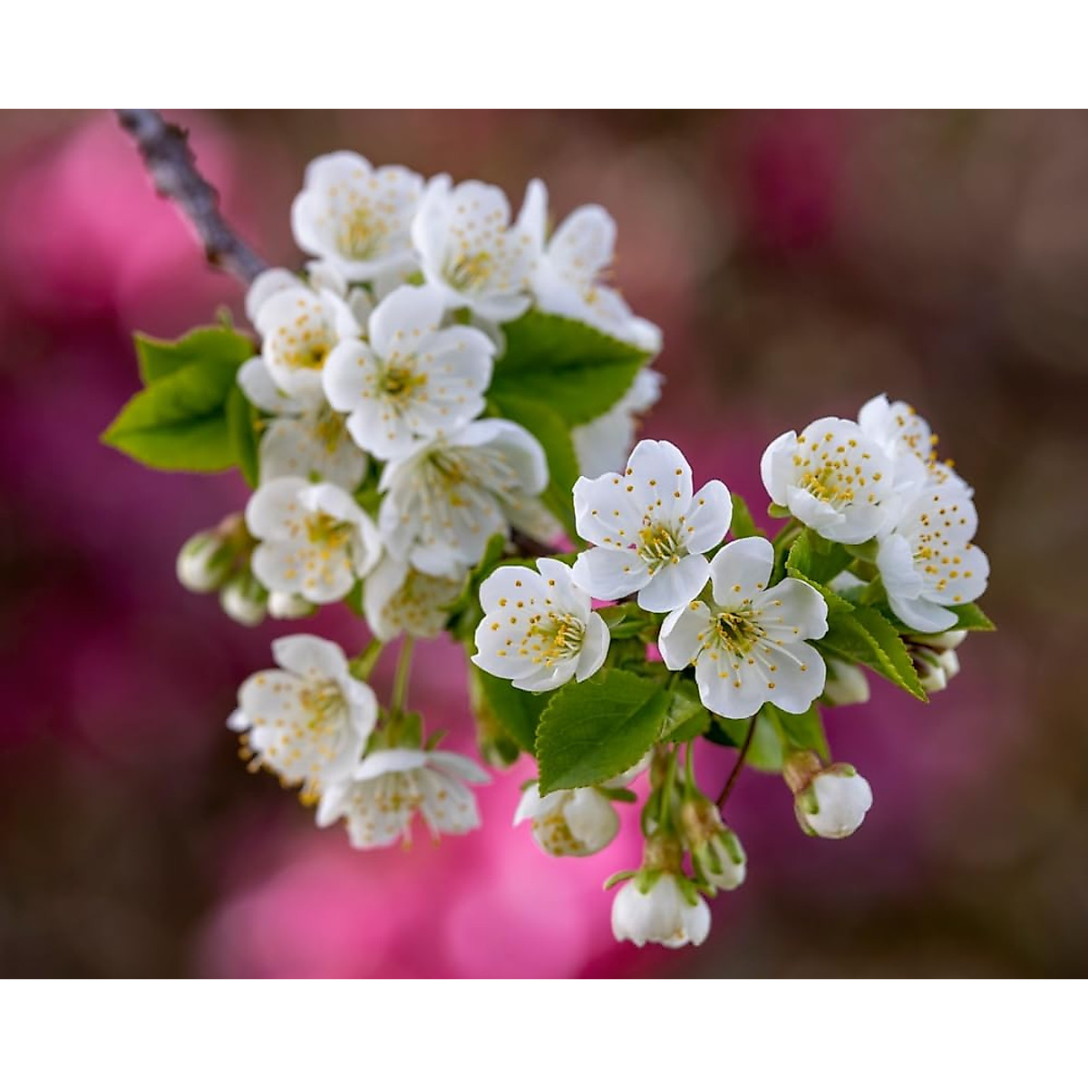 "Carmine Jewel" Dwarf Cherry Fruit Tree Seeds, 20 Seeds Per Packet, (Isla's Garden Seeds), Non GMO & Heirloom Seeds, Botanical Name: Prunus avium, Great Home Garden Gift