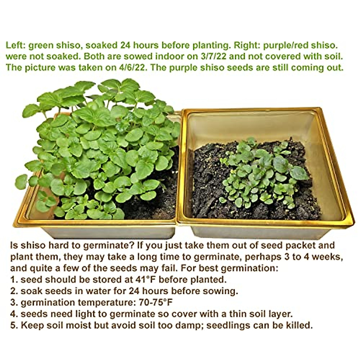 For 2024! 200 Perilla Seeds,Non GMO Seeds for Sprouting, Heirloom Vegetable Seeds for Planting. Great Hydroponic Seeds for Pods(Egoma/Sesami Herb Seeds #2,Perilla 紫苏,Green-1g,200 Seeds)