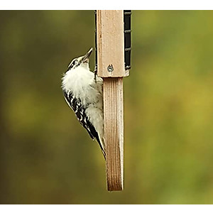 Kettle Moraine Cedar Double Suet Cake Tail Prop Suet Bird Feeder with Hanging Cable