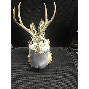 Jackalope Shoulder Head Mount Taxidermy Mounted 4 Point Antlers Professionally Done (Bailey)