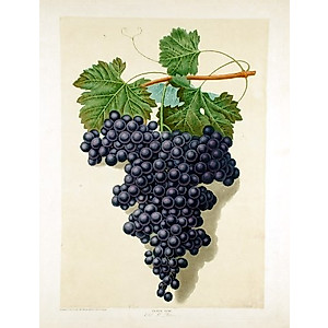 [Grapes] Old St. Peter Grape
