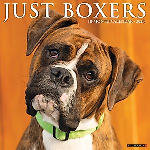 Just Boxers 2023 Wall Calendar