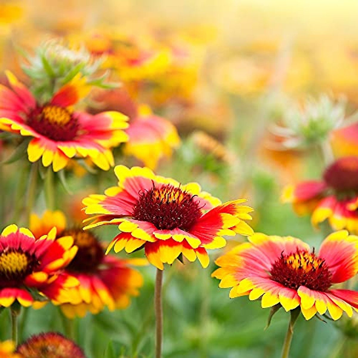 Bee and Butterfly Wildflower Seeds - Bulk Flower Seed Mix with Over 30,000 Premium Seeds- Stunning Blooms - Attracts Pollinators, Bees, Butterflies - Perennial, Annual