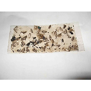 8 pk Economy All Insect Traps/Glue Boards/Window Strips. Fly, Bees, Wasps, Asian Beetles +