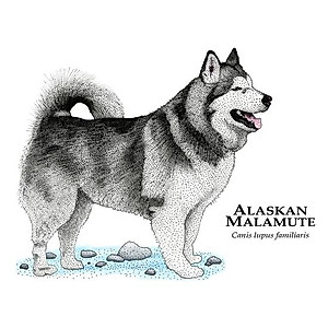 CafePress Alaskan Malamute Mug Ceramic Coffee Mug, Tea Cup 11 oz