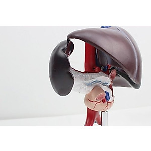 Human Life Size Liver, Pancreas and Duodenum Simulation Model Medical Anatomy Type:YR-H-XC-311