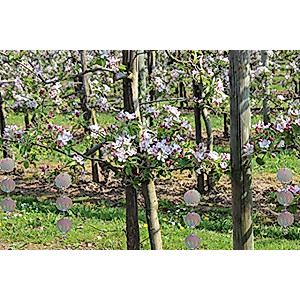 FIAMER Bird Repellent Bird bar Garden Farm Outdoor Multi-Purpose Courtyard Decoration Bird Reflection and Shockproof Protection of Grain farmland Wind Energy Sculpture and Rotating Bird Deterrent