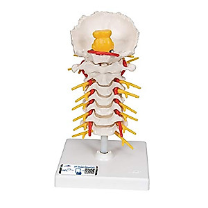 3B Scientific A72 Cervical Spinal Column - 3B Smart Anatomy
