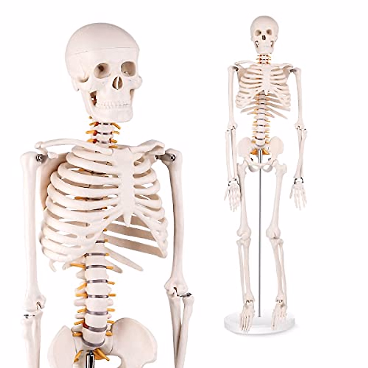 Mini Human Skeleton Anatomy Model - Science Classroom Skeleton Model Tool, Teaching and Learning Aids - 1/2 Life Size