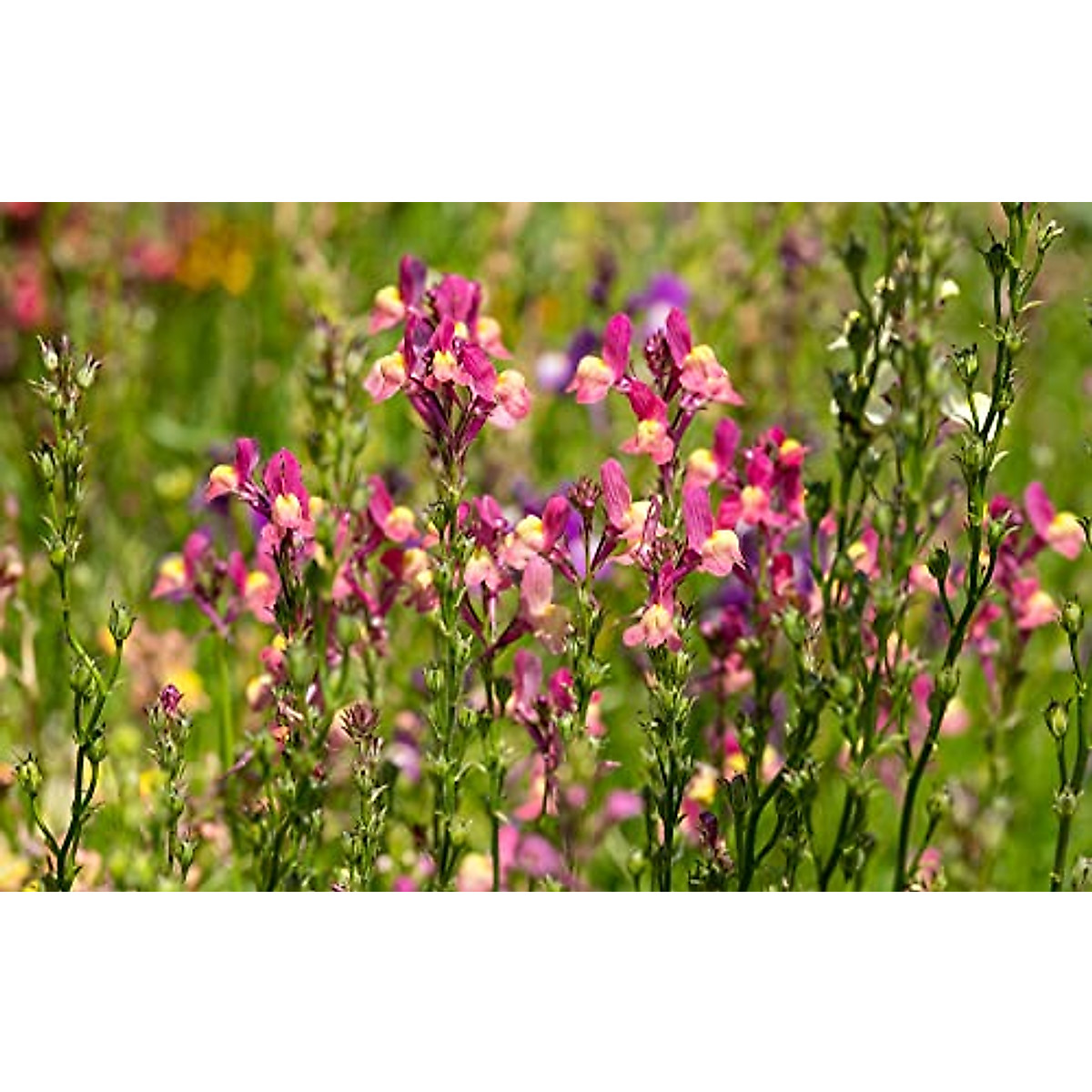 Toadflax Dwarf Fairy Mix Bouquet Flower Seeds, 5000+ Seeds Per Packet, (Isla's Garden Seeds), Non GMO & Heirloom Seeds, Botanical Name: Linaria Maroccana, Great Home Garden Gift