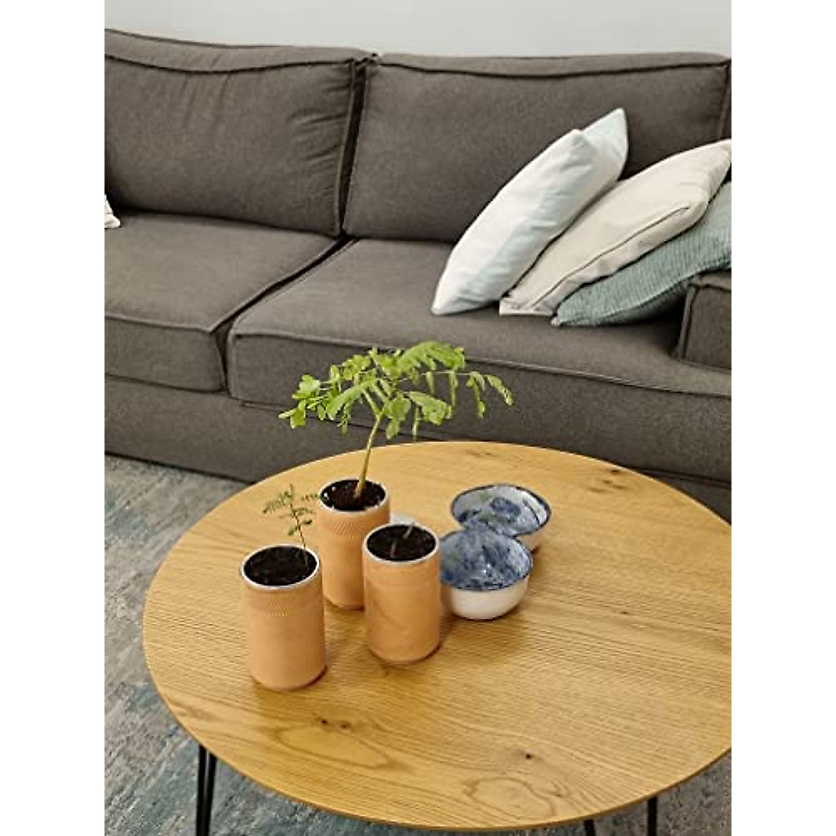 Bonsai Tree and Aloe Vera Plant Starter Kit, Sow and Grow Bonsai and Healing Aloe, Aloe Vera and Bonsai Tree Seeds with Indoor Self-Watering Terracotta Planter Pots, Plant Lover Gift & DIY Adult Craft