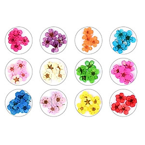 Valuu 3D Nail Dried Flowers Sticker，60 Five Petal Flower 12 Colors Natural Real Dry Flower Nail Stickers （60 Flowers）