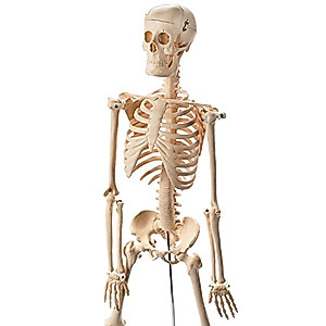 Anatomical Human Skeleton Model - 1/2 Life Sized - 85 cm with Metal Base
