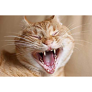 I LOVE MY PETS LLC Oral Health for Cats - CAT Teeth Health Complex - Advanced Care Formula - cat Vitamins Senior - 180 Treats (3 Bottles)