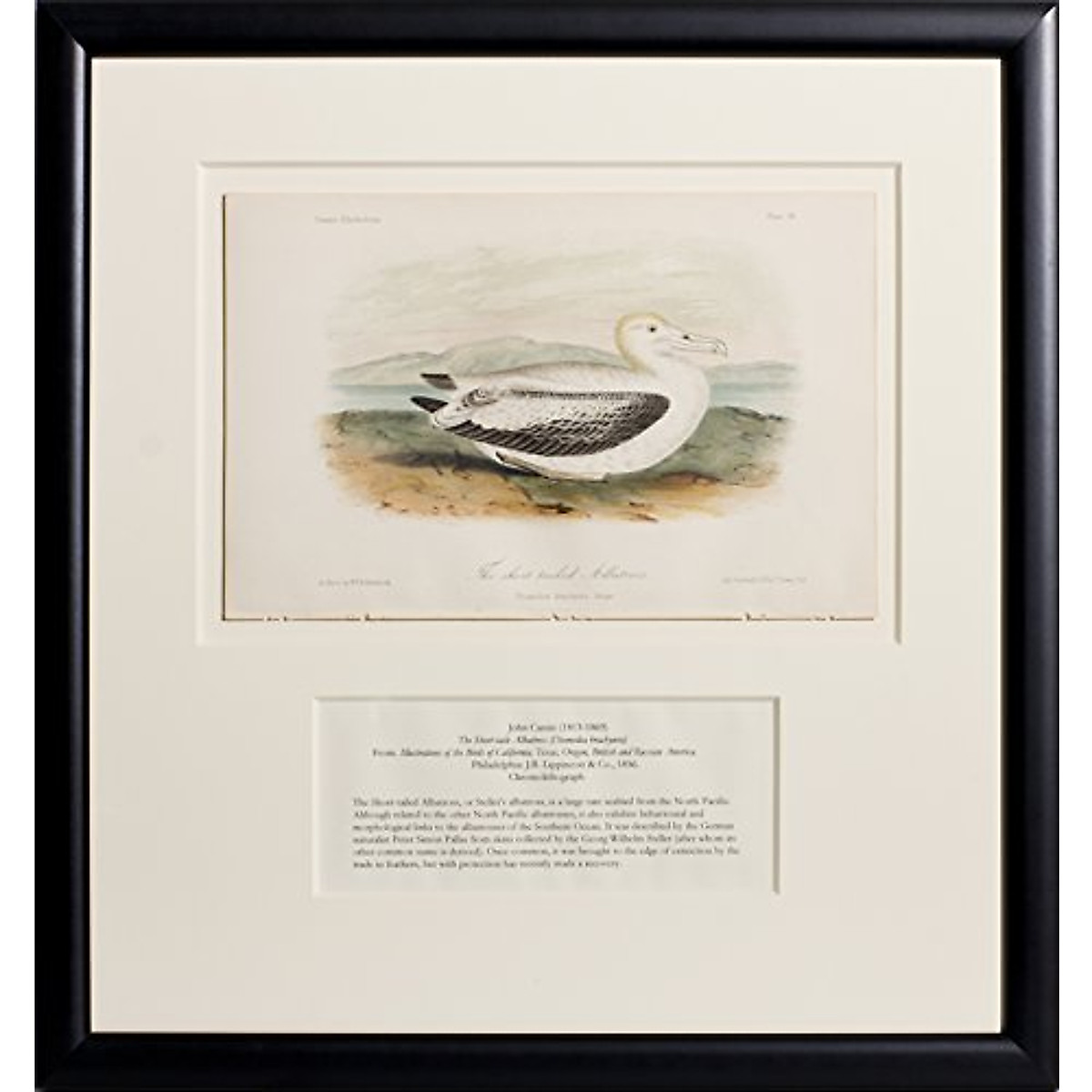 The Short-tailed Albatross