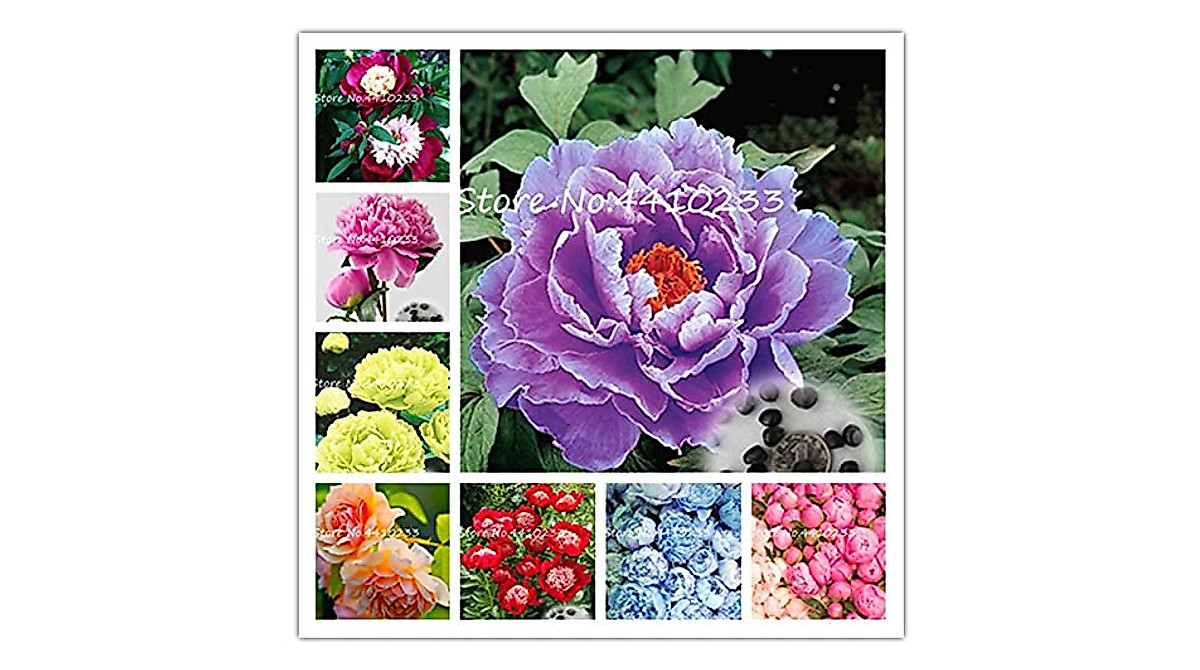 Peony Seeds - Mixed Colors for Bonsai & Outdoor Growth