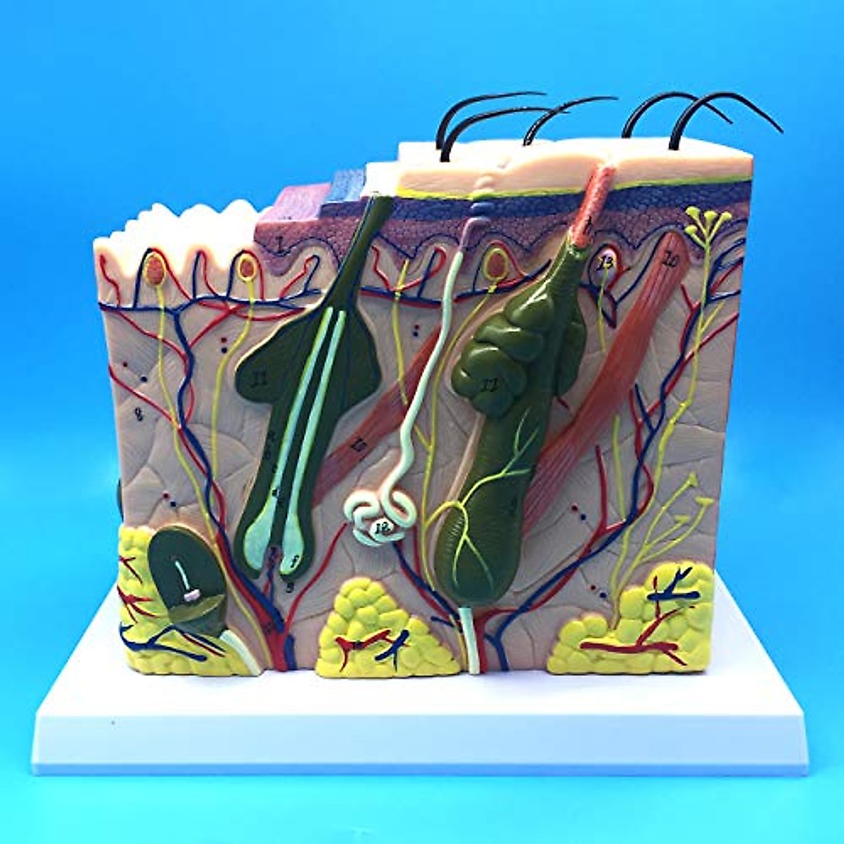 Learning Resources 70X Enlarged Human Skin Anatomical Model, Anatomically Accurate Skin Anatomy Model for Science Classroom Study Display Teaching Model