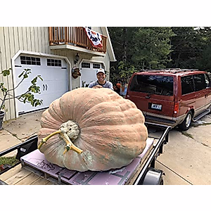 Ron Wallace's Whoppers Giant Pumpkin Seeds (5 Seeds per Package)