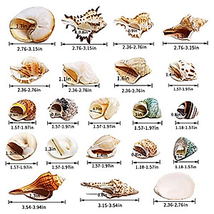WeDoSoy 21PCS Hermit Crab Shells Large Medium Small | Sea Conch Size 1.2" - 3.9", Opening Size 0.5" - 2" | Growth Turbo Seashells for Natural Hermit Crab Supplies