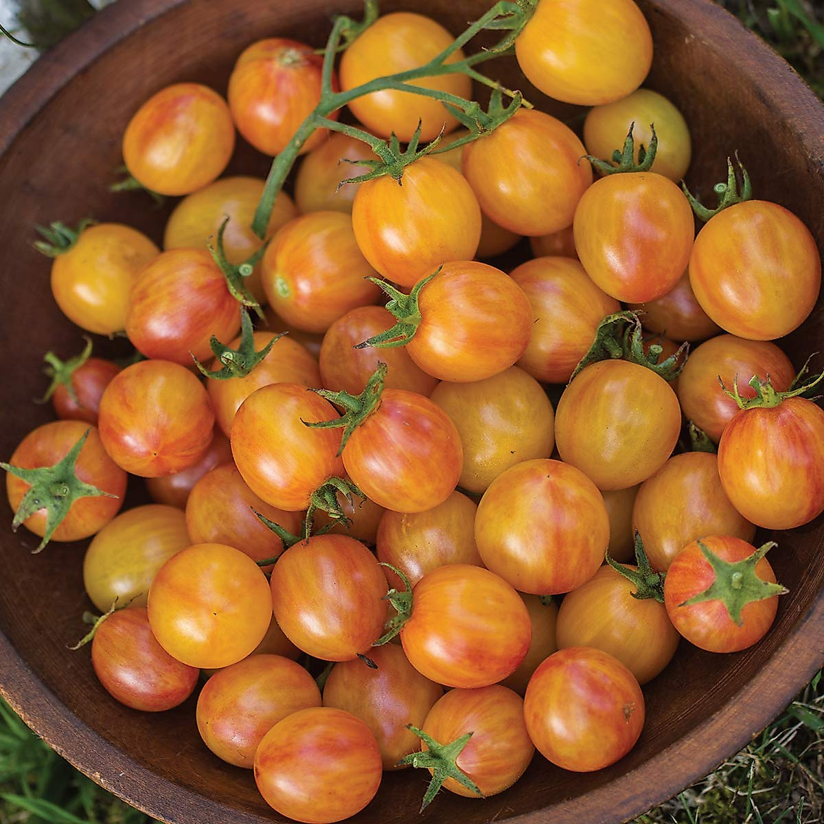 Burpee 'Sunrise Bumble Bee' | Yellow/Orange Tasty Cherry Tomato | 25 Seeds