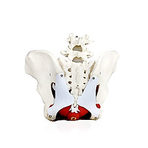 Vision Scientific VAP216 Female Pelvis with Organs | Pelvic Floor Muscles and Reproductive Organs | Removable Organs Include Uterus, Colon and Bladder | Includes Detailed Instruction Manual