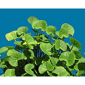 400 Centella Asiatica Seeds for Planting - Gotu Kola Leaf Centella Asiatica Indian Pennywort Centella Asiatica Rau Ma Herbal Seeds