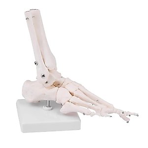 LYOU Human Foot Skeletal Model, Anatomical Model of Foot Bones with Fibula, Tibia, Tarsus, Metatarsal and Phalanges, Wire Articulation Designed to Simulate Natural Motion