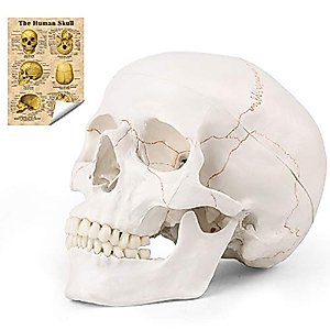 LYOU Human Skull Anatomical Model, New Version Life Size 3 Part Adult Human Anatomy Head Skeleton Model with Removable Skull Cap and Moving Jaw, Hand-Painted in Color Suture Line
