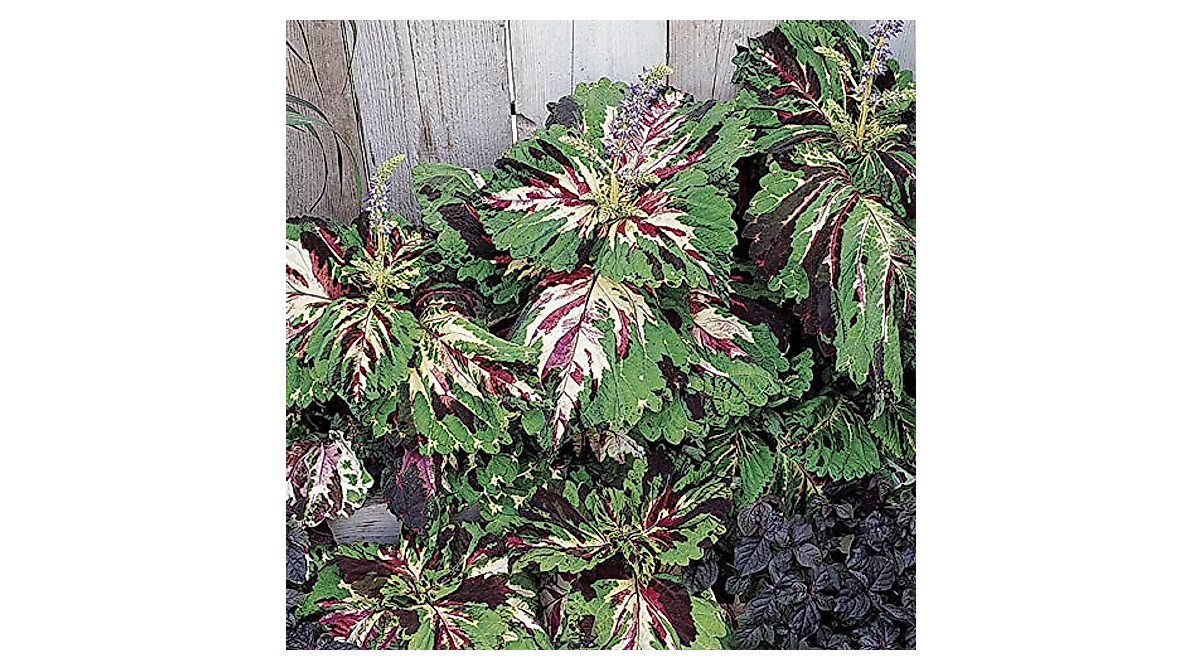 Wizard Mosaic Coleus Seeds - Easy to Grow Colorful Plants