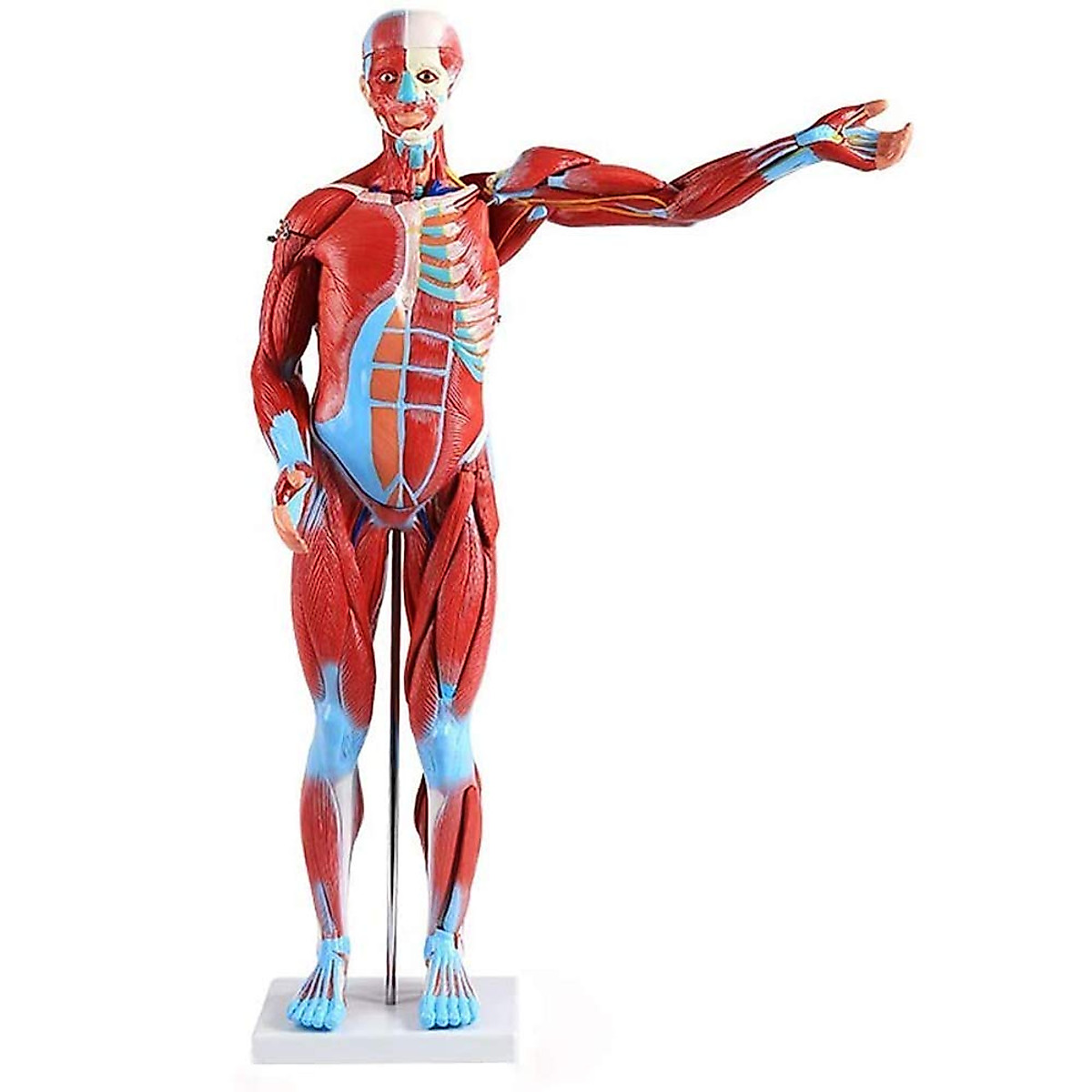 KINOFU Educational Model, Human Muscle Anatomical Model 80Cm Chest Human Internal Organs Anatomical Skeleton Model in Teaching to The Teaching Aids