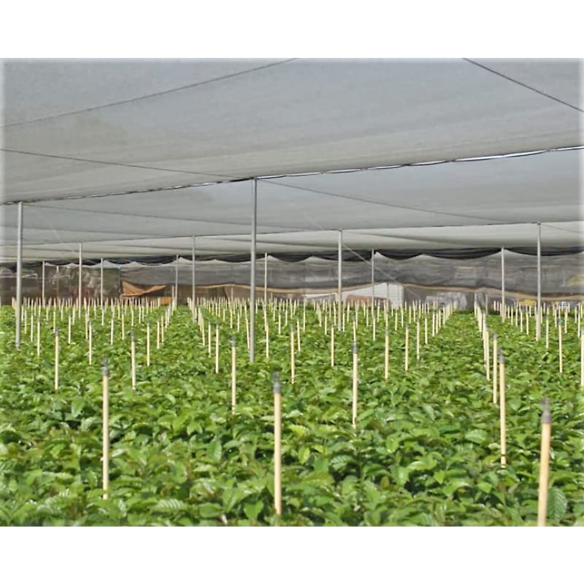 Cafe Crema Medium Roast Ground Puerto Rican Coffee, 14 Ounce Bag (Pack of 2)